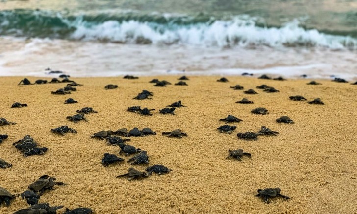 Baby turtles release | GHA DISCOVERY Loyalty - GHA Loyalty Program