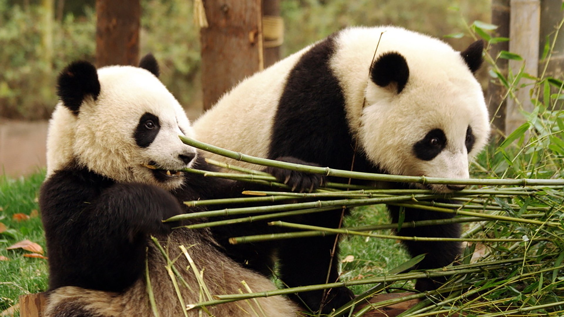 Panda keeper experience - Niccolo Chengdu - GHA DISCOVERY Loyalty Programme