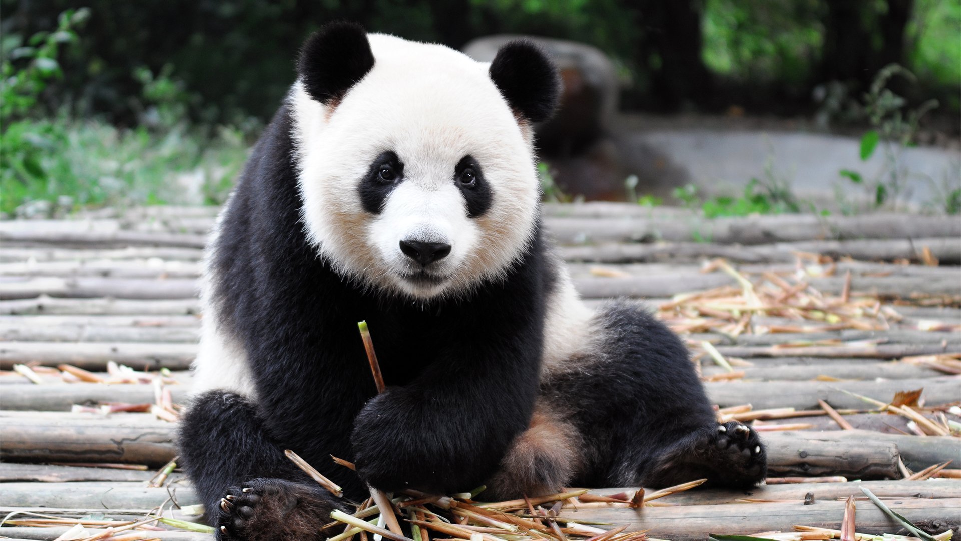 Panda base experience - Niccolo Chengdu - GHA DISCOVERY Loyalty Programme